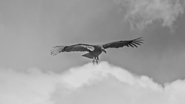 Saving the California condor | PALM DESERT CENTER