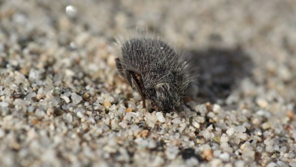 Bugs Everywhere | PALM DESERT CENTER